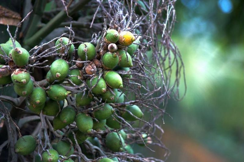 Hainan Island produces the Best Tropical Fruits in China - Hainan China ...