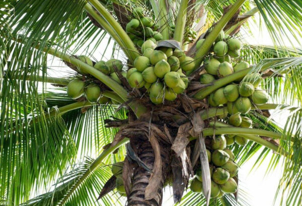 Hainan Island produces the Best Tropical Fruits in China - Hainan China ...