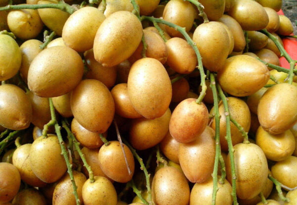 Hainan Island produces the Best Tropical Fruits in China - Hainan China ...